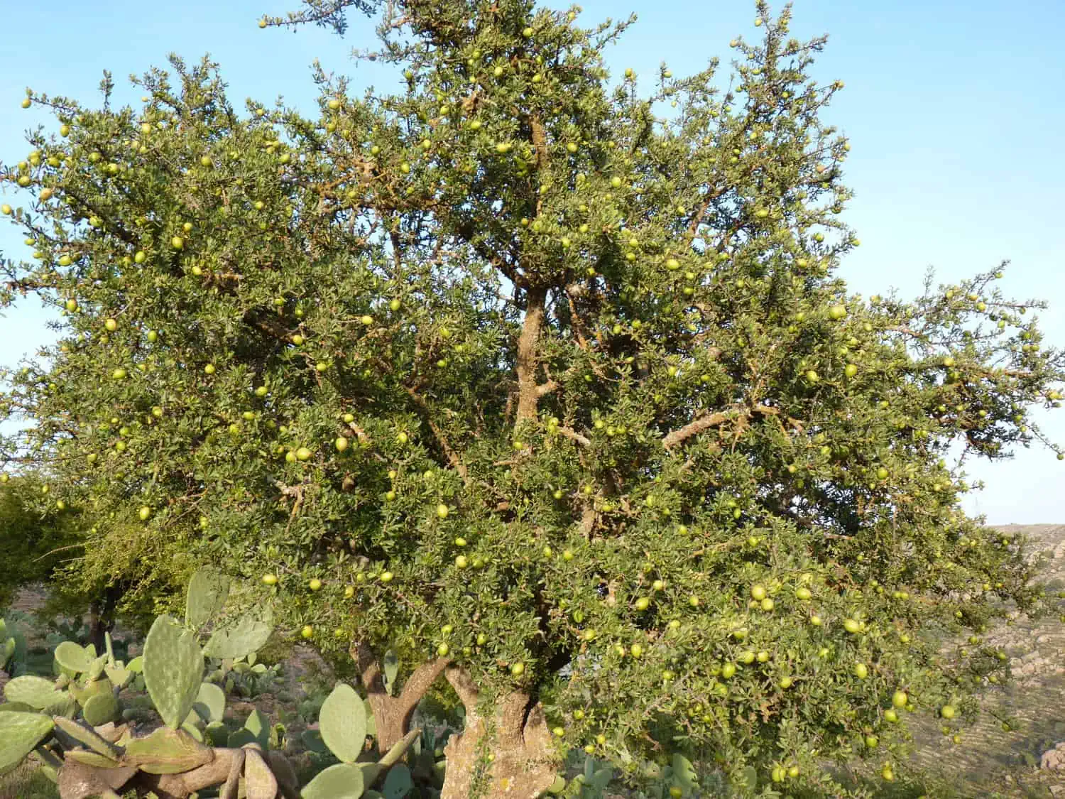 Sustainable Ecotourism with Green Hydrogen in Morocco | Moulouya-Eco 2025